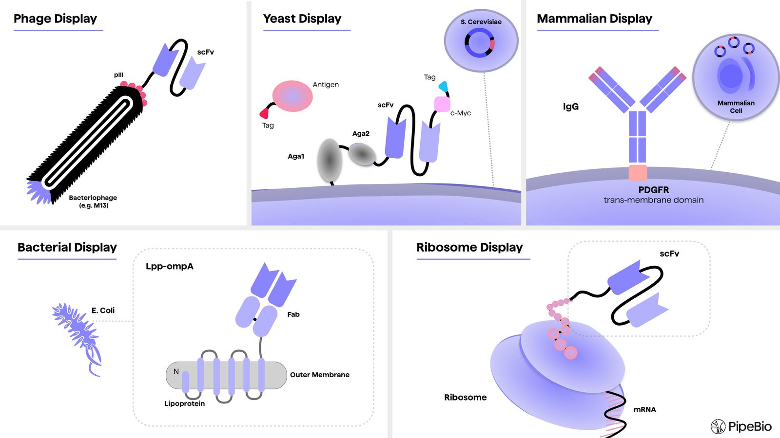 In vitro display technologies in antibody discovery and engineering research